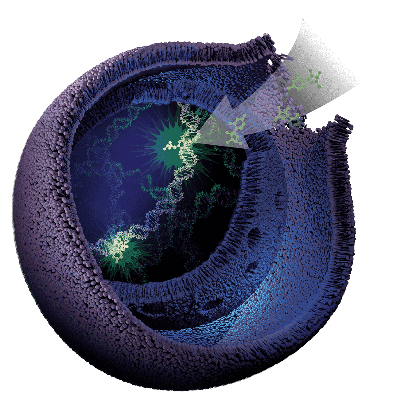 CellTox™ Green Cytotoxicity Assay