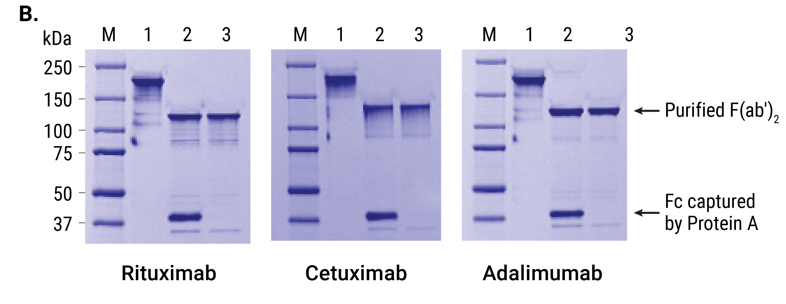IdeS Protease and IdeZ Protease
