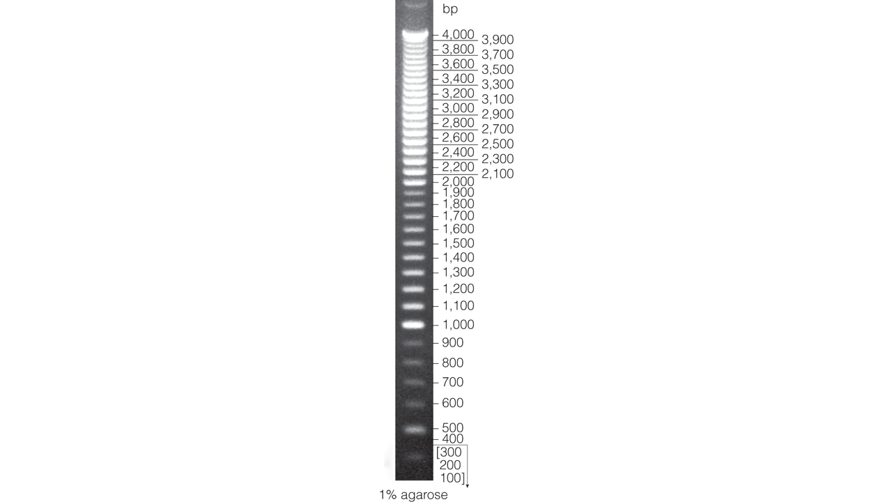 100bp DNA Step Ladder