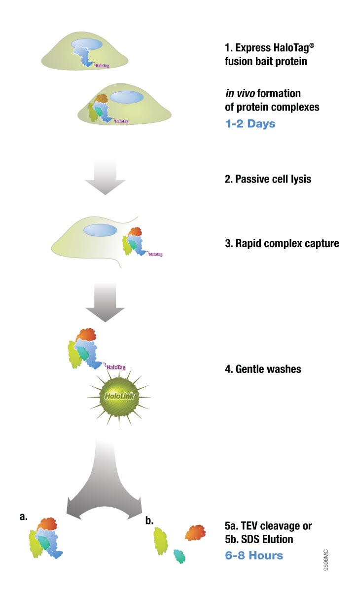 HaloTag® Technology for Protein:Protein Interactions