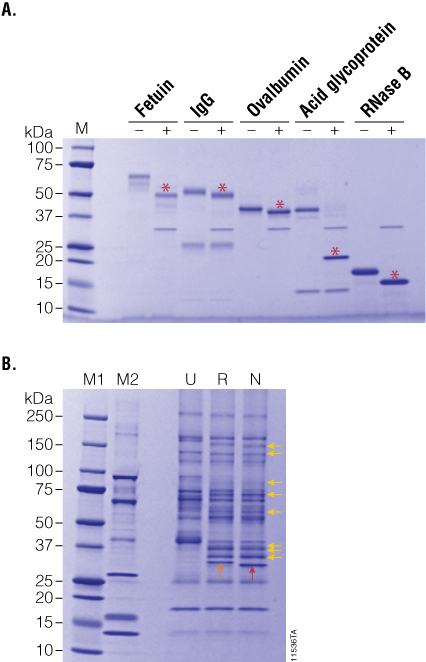 Recombinant PNGase F for Glycoprotein Analysis