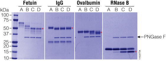 Recombinant PNGase F for Glycoprotein Analysis